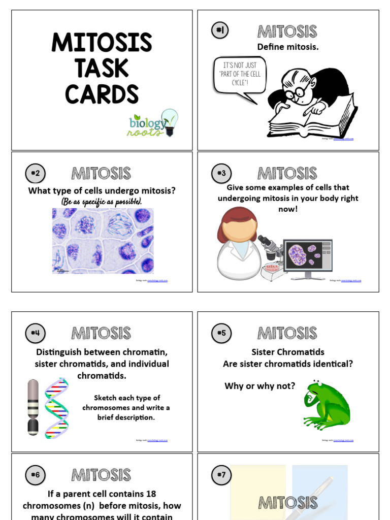 Mitosis and Cytokinesis Task Cards | PDF | Mitosis | Systems Biology