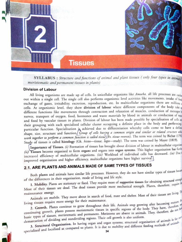 Tissues Class 9 | PDF