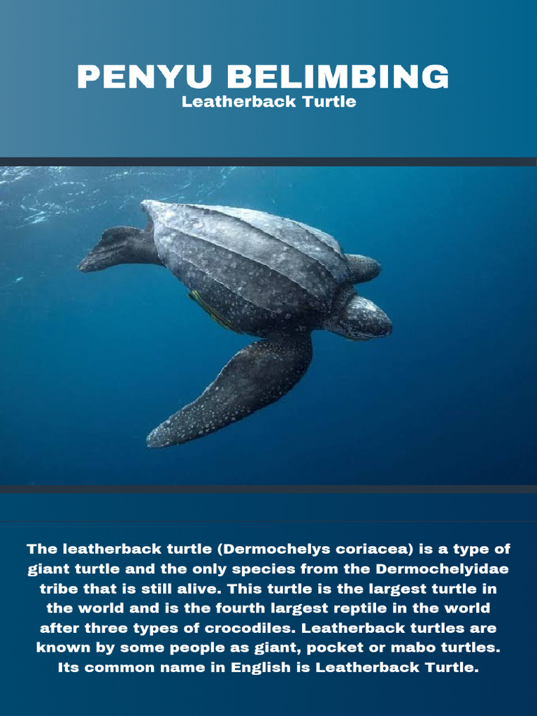 Leatherback Turtle Overview and Conservation | PDF | Turtle | Reptile