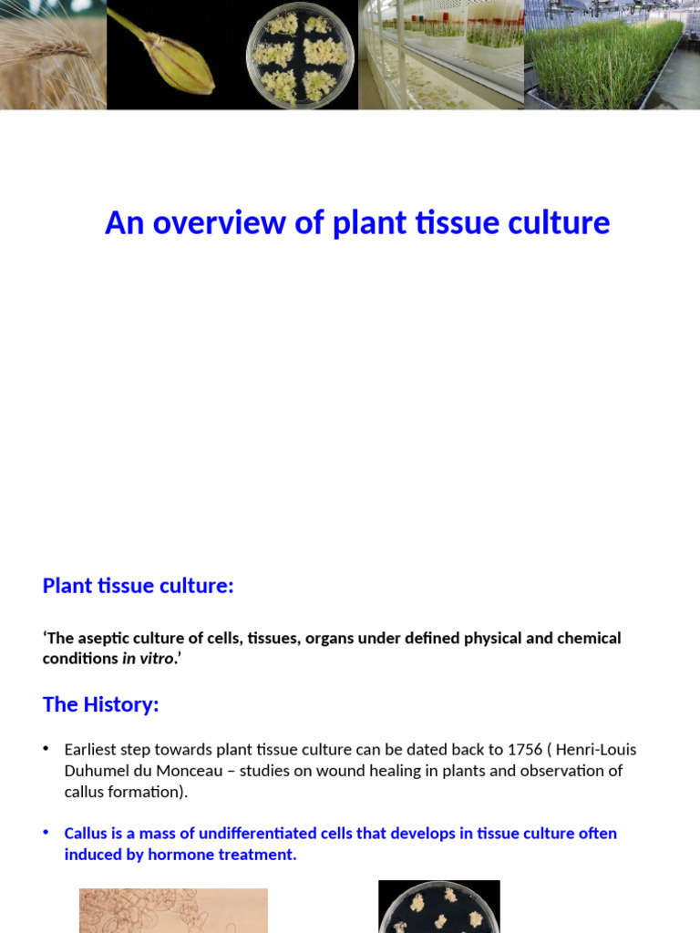 Overview of Plant Tissue Culture Techniques | PDF | Auxin | Plants
