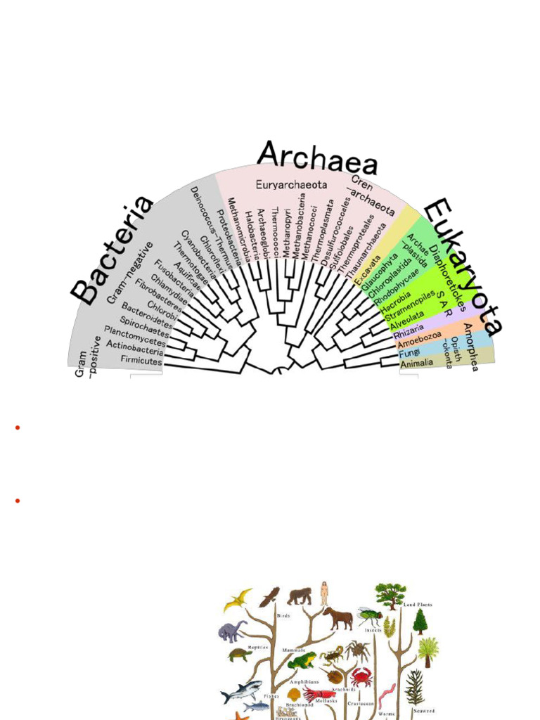 Phylogeny and Tree of Life | PDF | Phylogenetic Tree | Homology (Biology)
