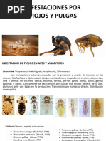 PULICOSIS | PDF