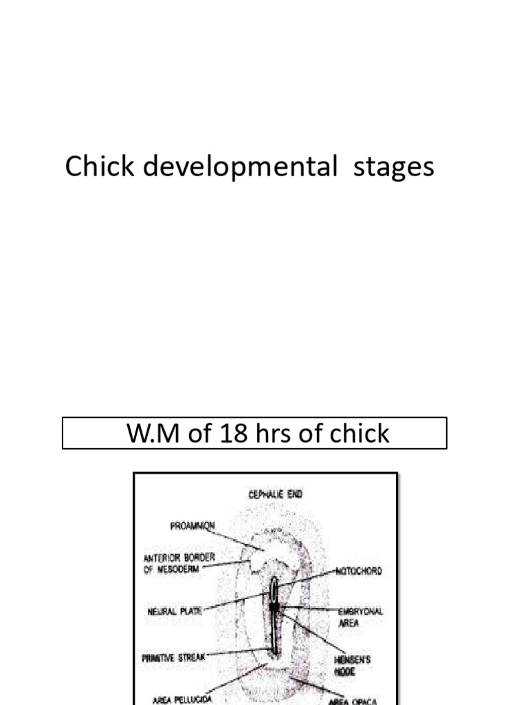Chick Developmental Stages DEV BIO PRAC 2025 | PDF