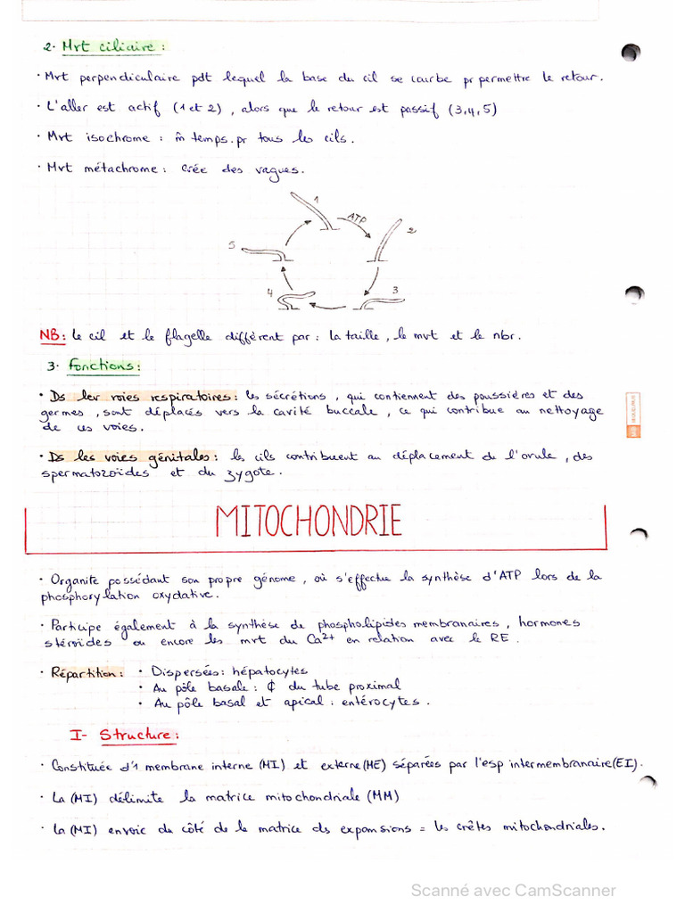 Mitochondrie-Basophilie Et Ribosomes | PDF