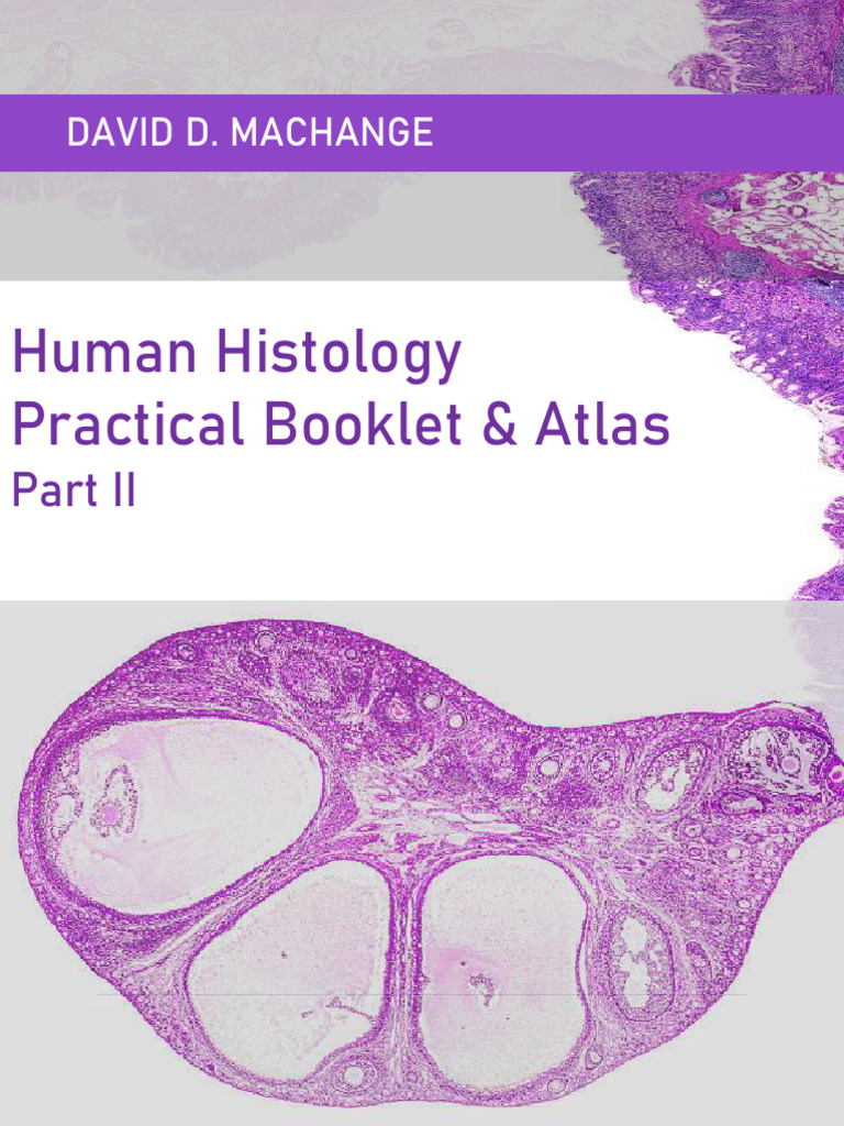 Human Histology Practical Booklet & Atlas Part II | PDF | Uterus | Testicle