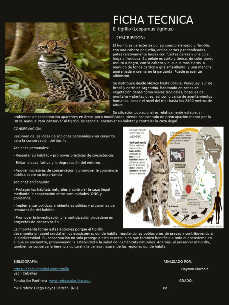 Características y conservación del tigrillo | PDF | Habitat | Entorno ...