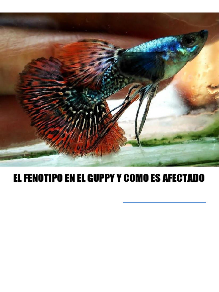 El Fenotipo en El Guppy y Como Es Afectado | PDF | Fenotipo ...