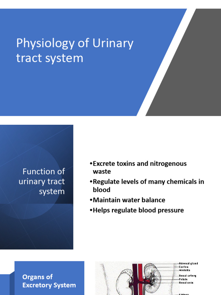 Physiology of Urinary Tract System | PDF | Kidney | Urinary System