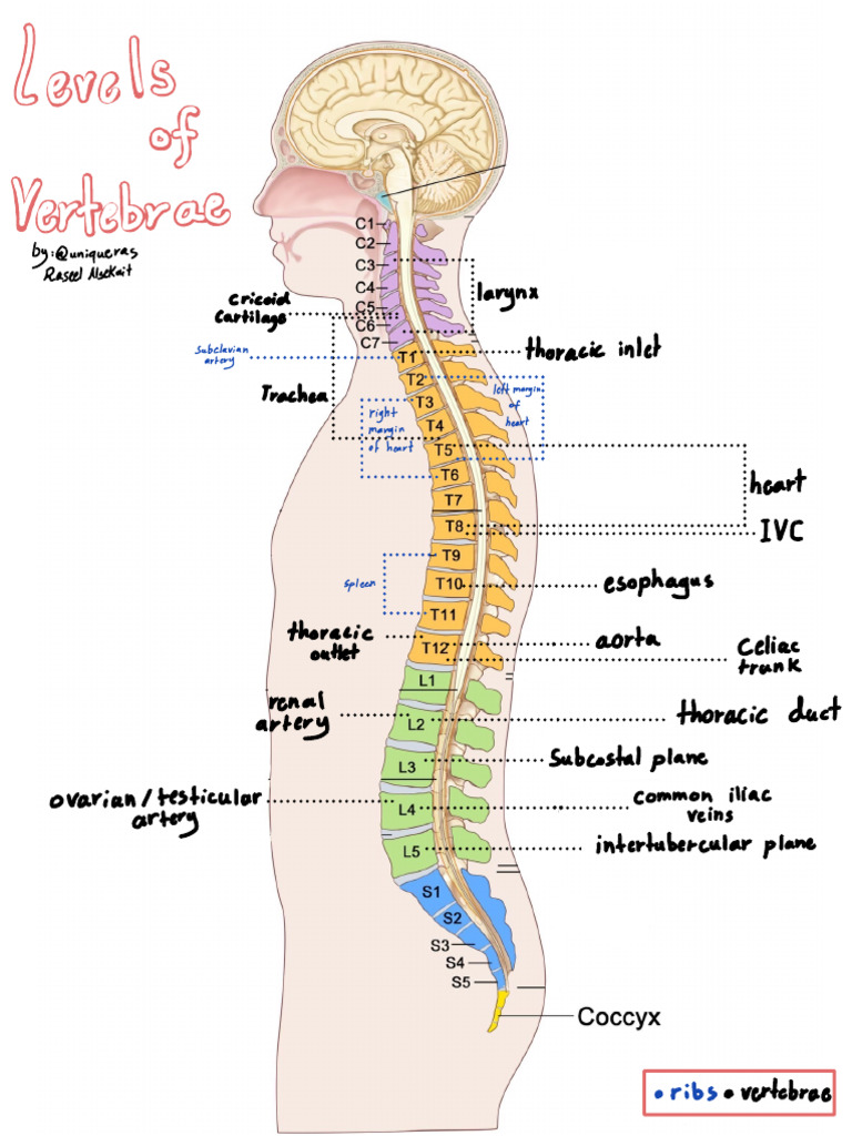 Levels of Vertebrae | PDF