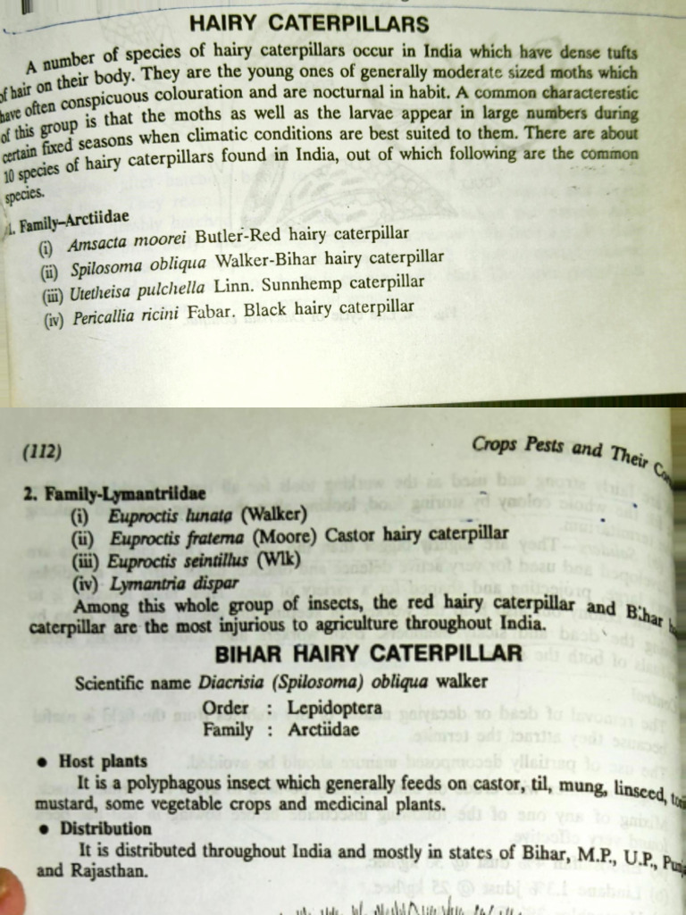 Life Cycle of the Red Hairy Caterpillar | PDF | Pupa | Insects