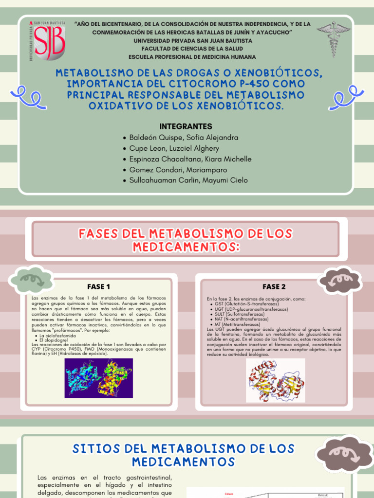 Bases Expo | PDF | Citocromo P450 | Metabolismo de drogas