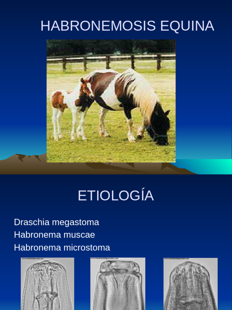 HABRONEMOSIS EQUINA | PDF