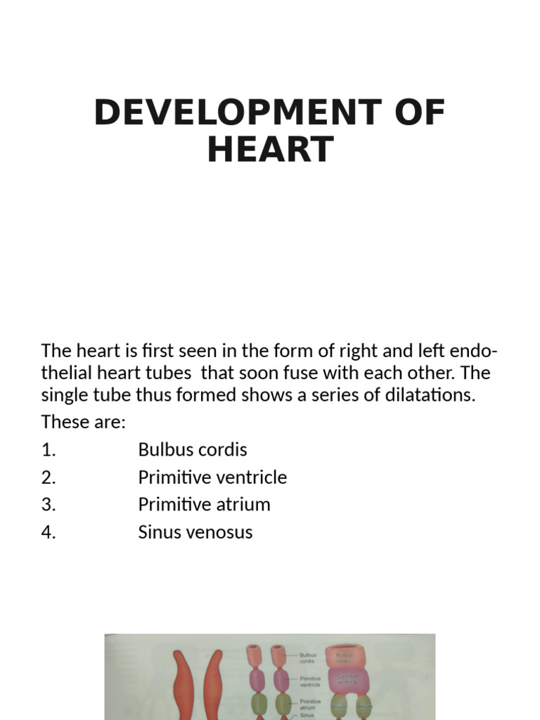 Heart Development: Atria and Sinus Venosus | PDF | Atrium (Heart) | Vein