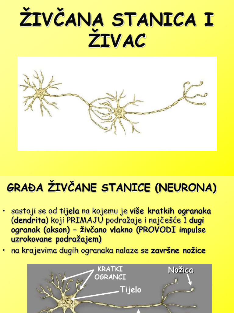 Zivcana Stanica I Zivac | PDF