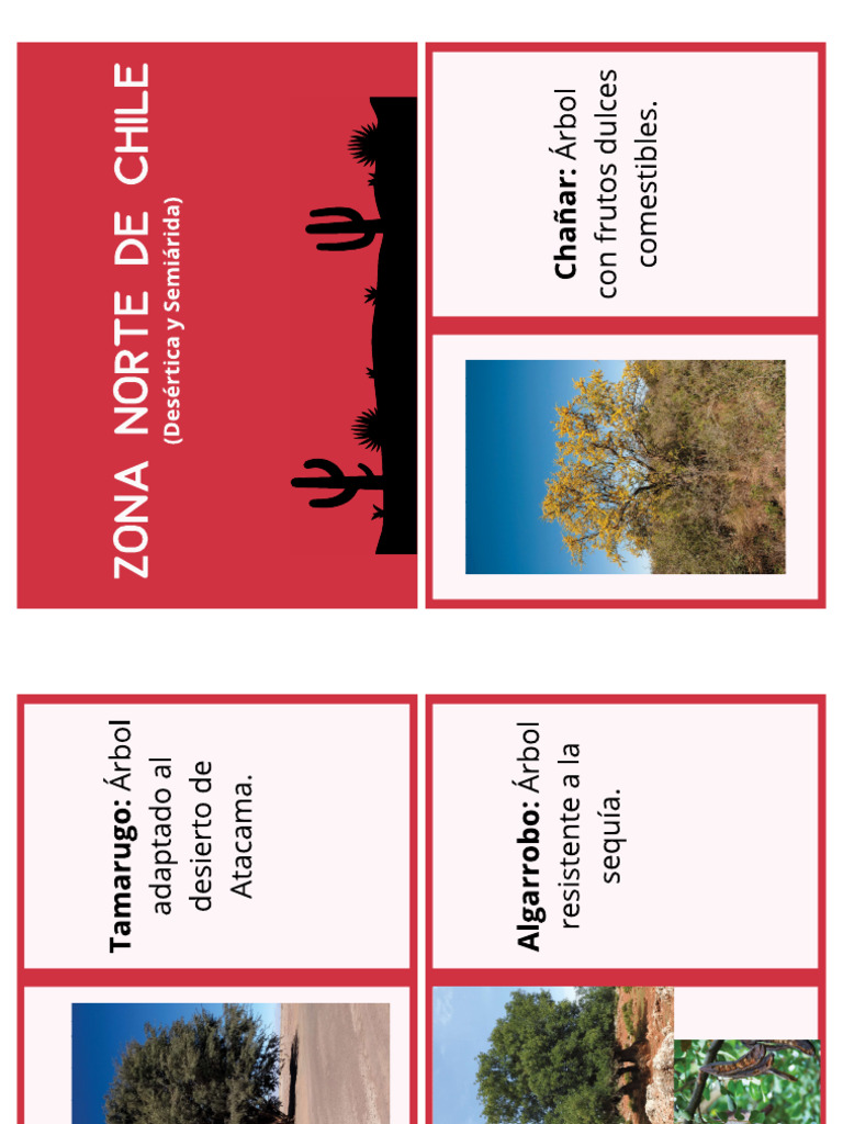 Flash Card Plantas de Chile 2x1 | PDF