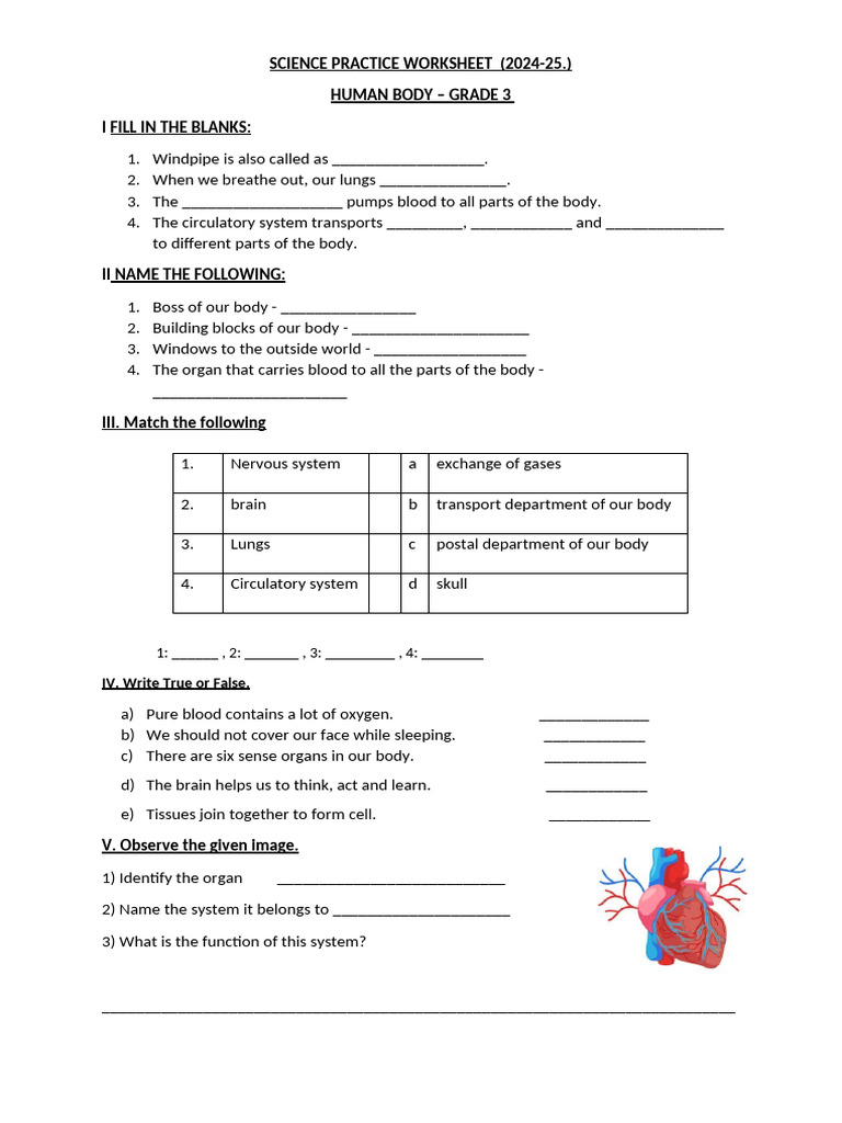 Grade 3 Human Body Worksheet | PDF | Respiratory System | Breathing