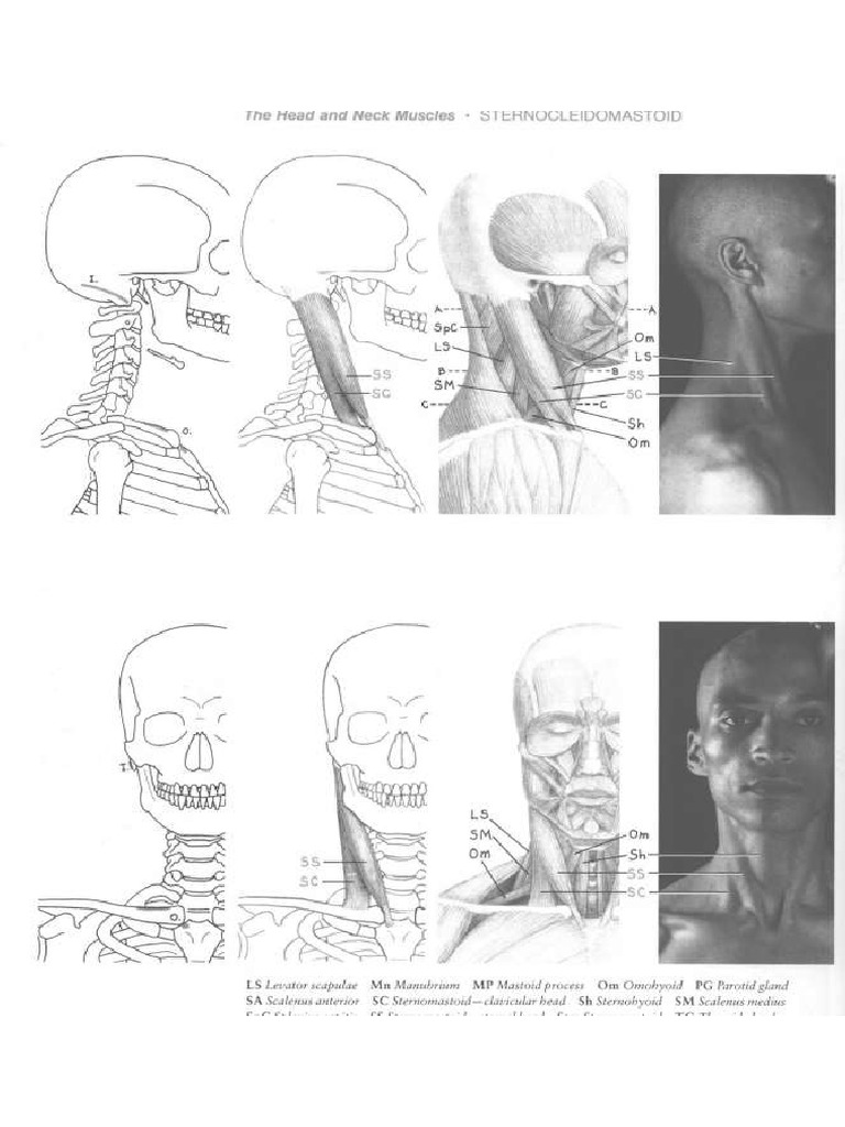 Anatomy Studie | PDF