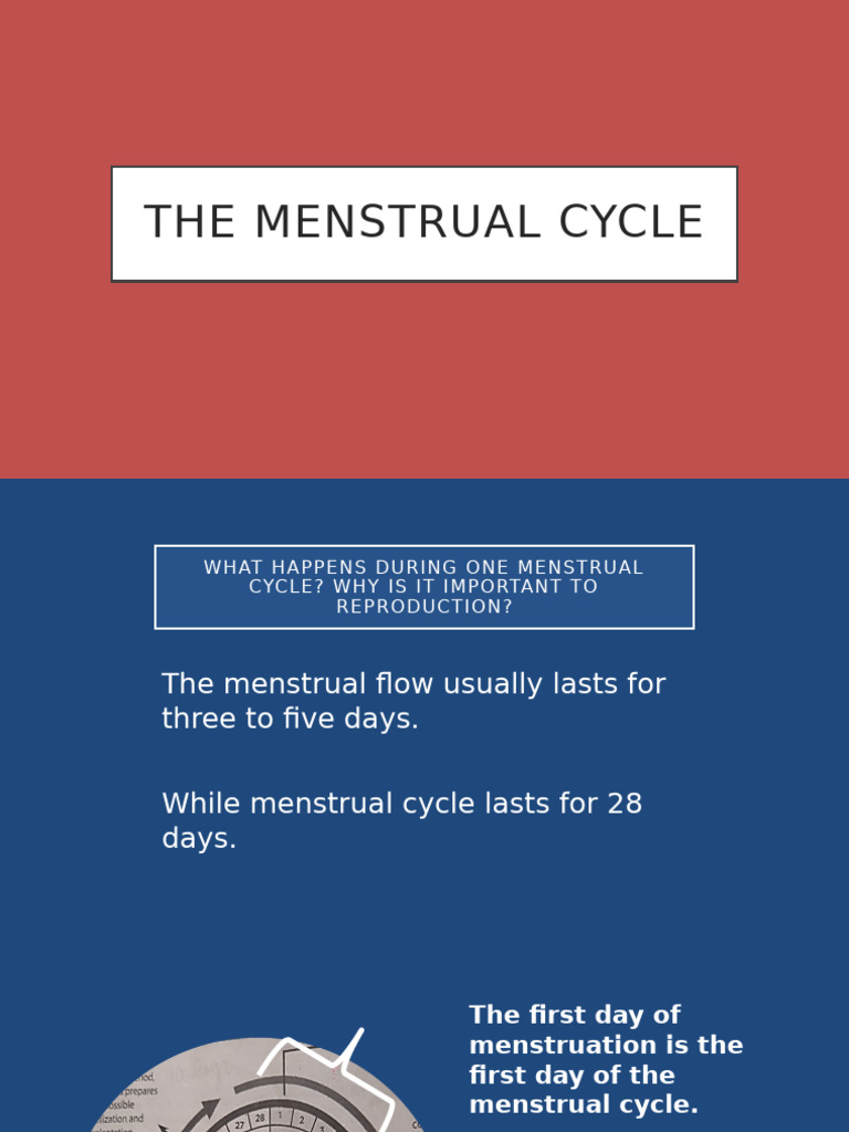 The Menstrual Cycle | PDF