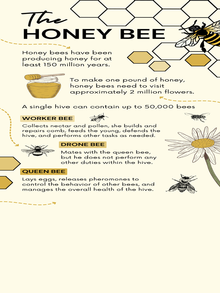 The Honey Bee Educational Infographic Yellow Illustrated_20250318 ...