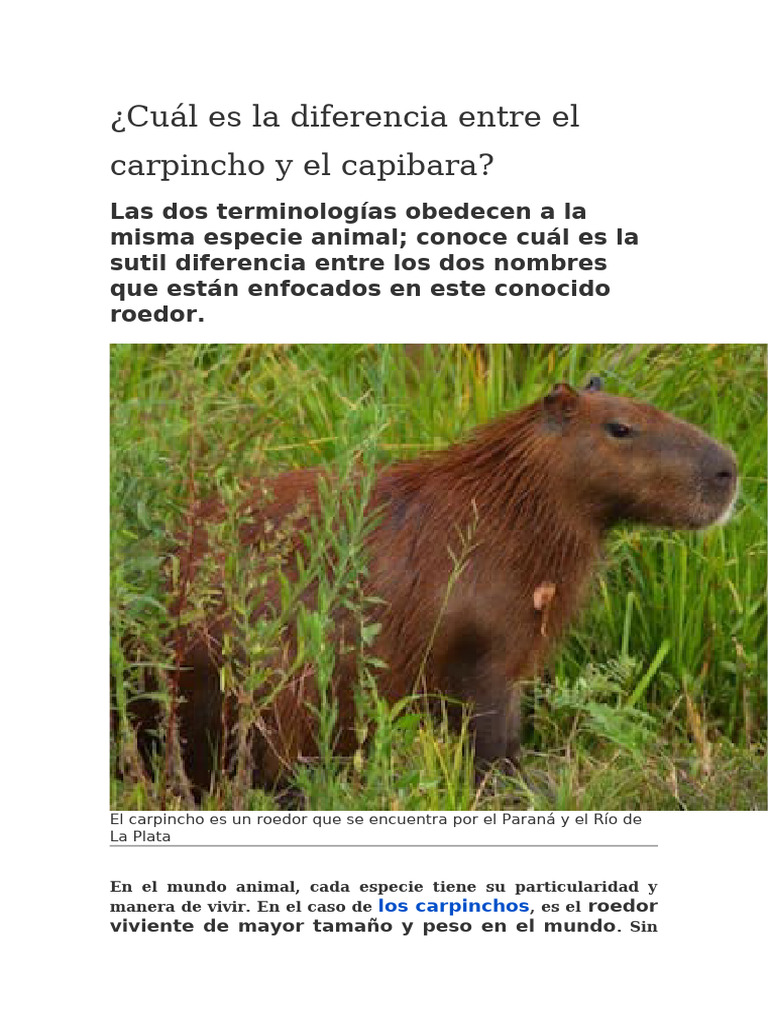 Diferencia entre carpincho y capibara | PDF