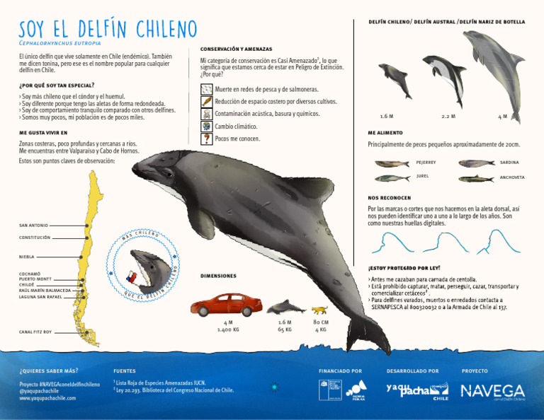 Poster Del Delfin | PDF | Chile