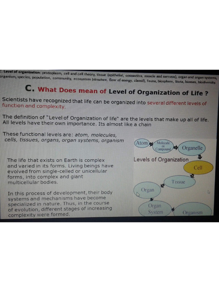 101 Levels of Organization 1 | PDF