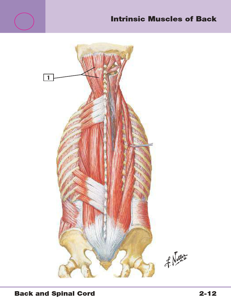 Netter's Anatomy Flash Cards, Fourth Edition John T Hansen-Compactado ...