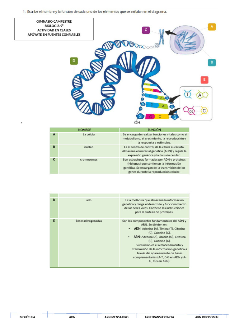 Actividad de Afianzamiento Adn 9° | PDF | Rna | Adn