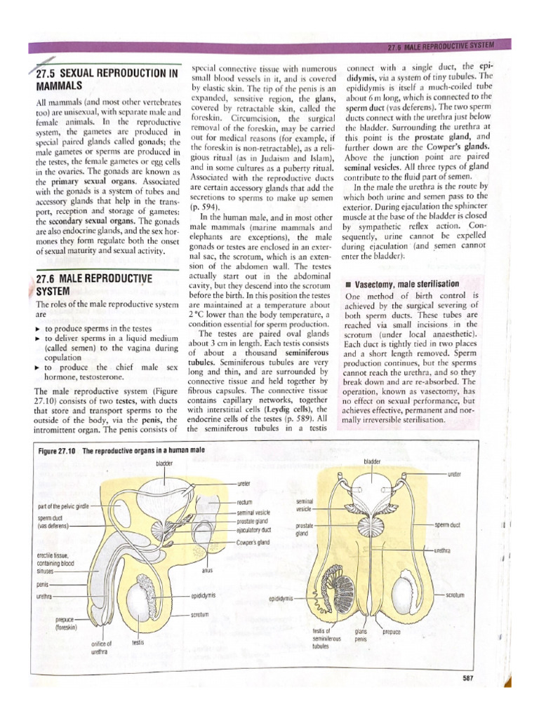 Sexual Reproduction in Mammals | PDF