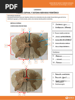 Analisis de Rocabado | PDF | Anatomía | Trastornos musculoesqueléticos