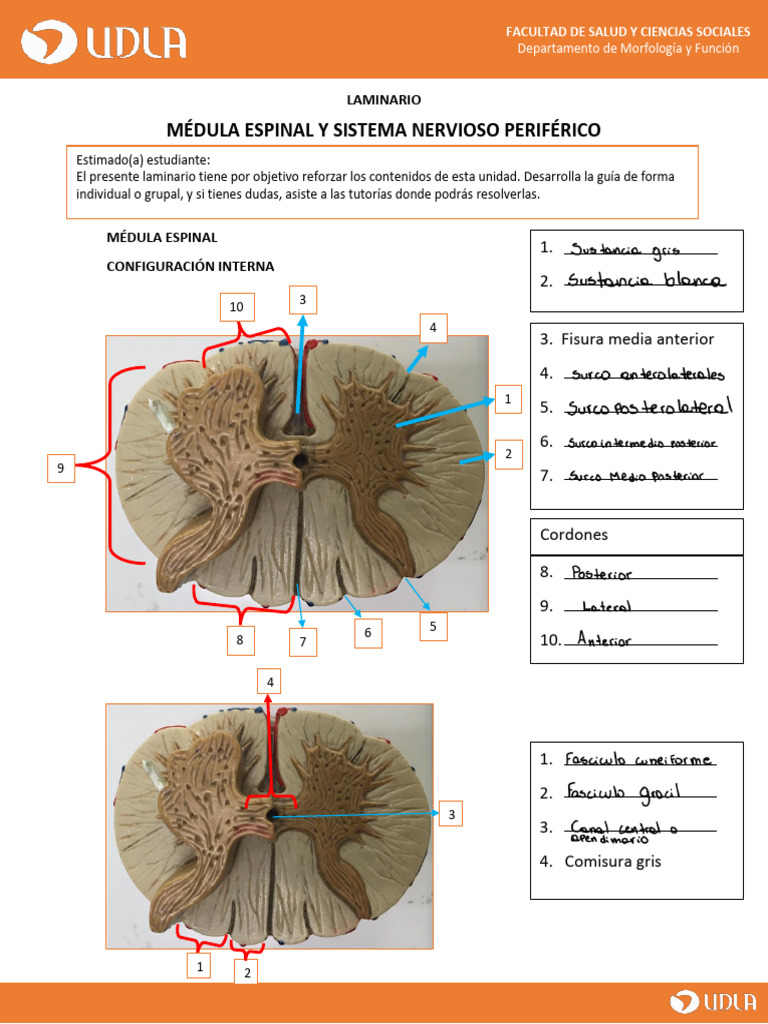 Taller 11 Laminario Sistema Nervioso Periférico y - 240701 - 122723 | PDF | Anatomía | Sistema ...