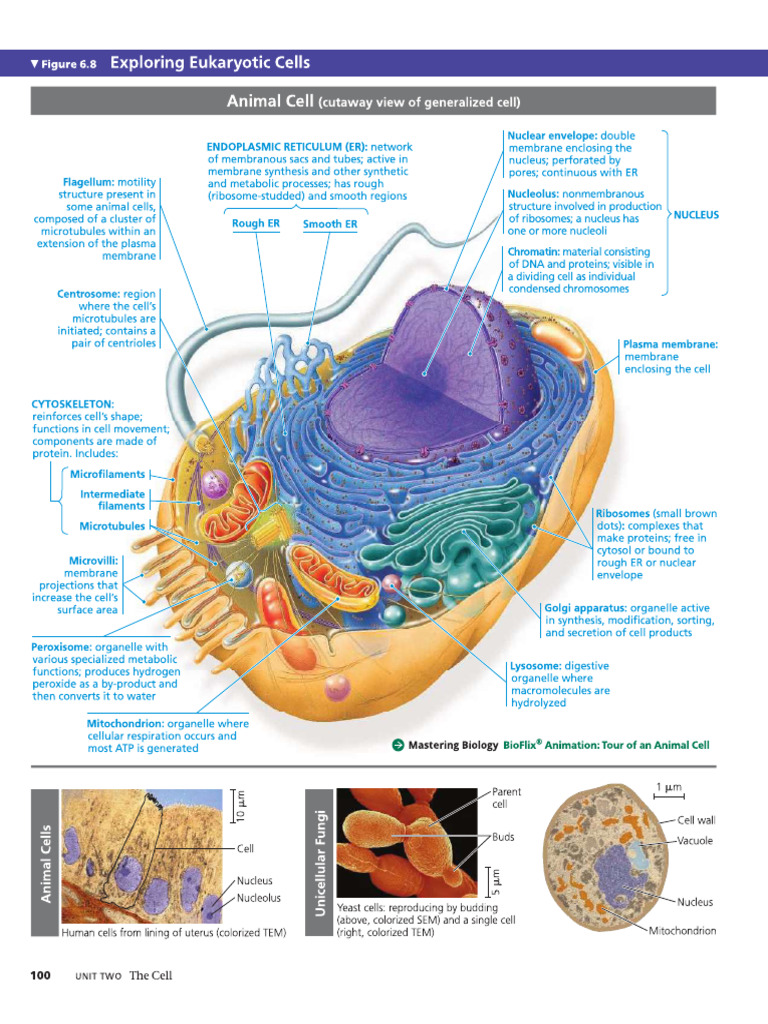 Campbell Biology 12th Ed - Fig 6.8 Exploring Eukaryotic Cells | PDF