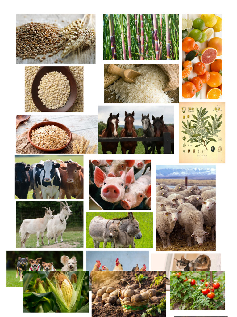 Collage Animales Españoles y Americanos | PDF