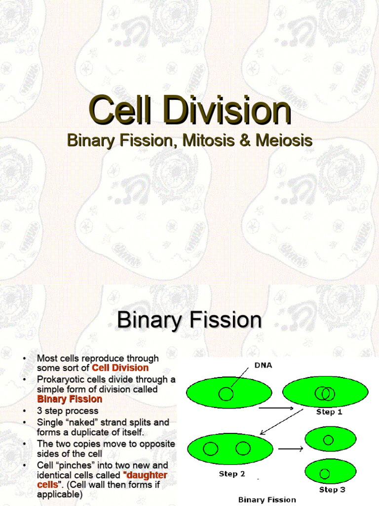 Understanding Cell Division: Mitosis & Meiosis | PDF | Meiosis | Mitosis