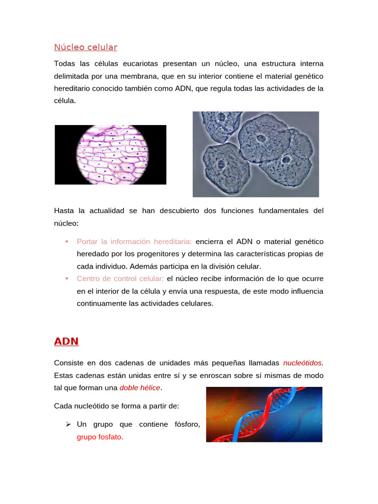 ADN y Genetica Mendeliana | PDF | Adn | Dominancia (Genética)
