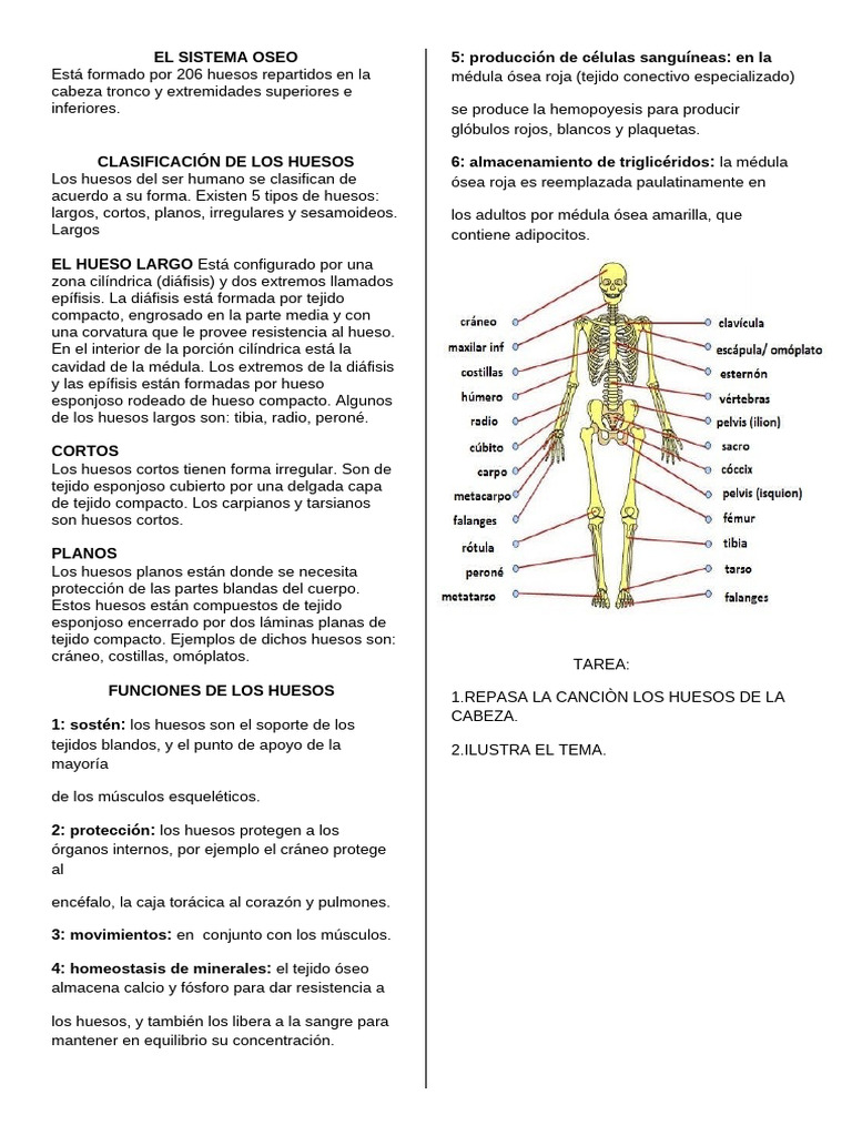 Estructura del Sistema Óseo y Muscular | PDF | Hueso | Músculo