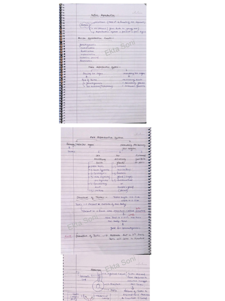 Human Reproduction Notes | PDF