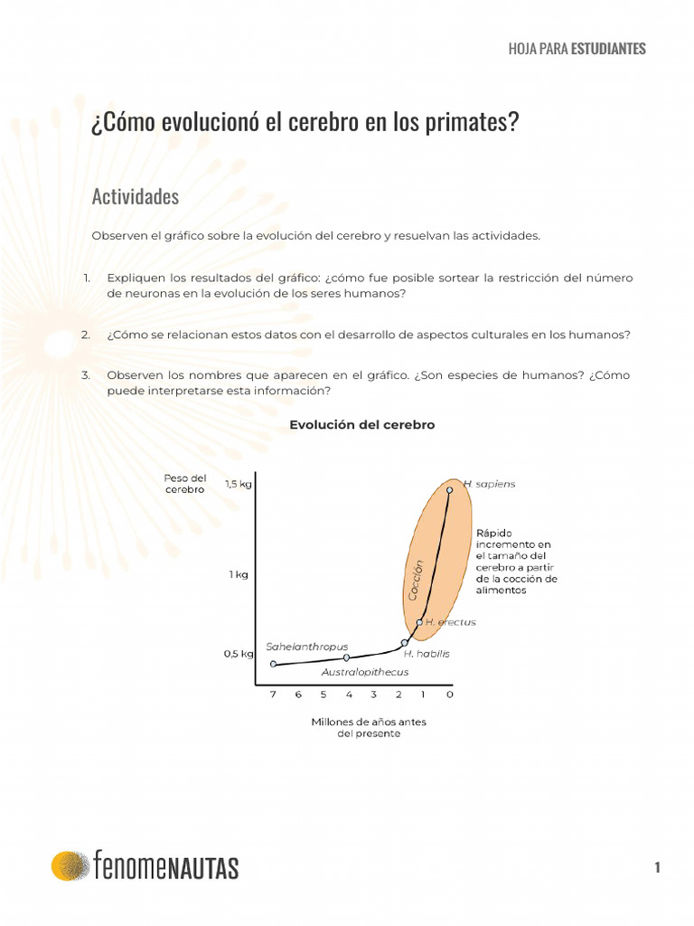 Evolución del cerebro en primates | PDF