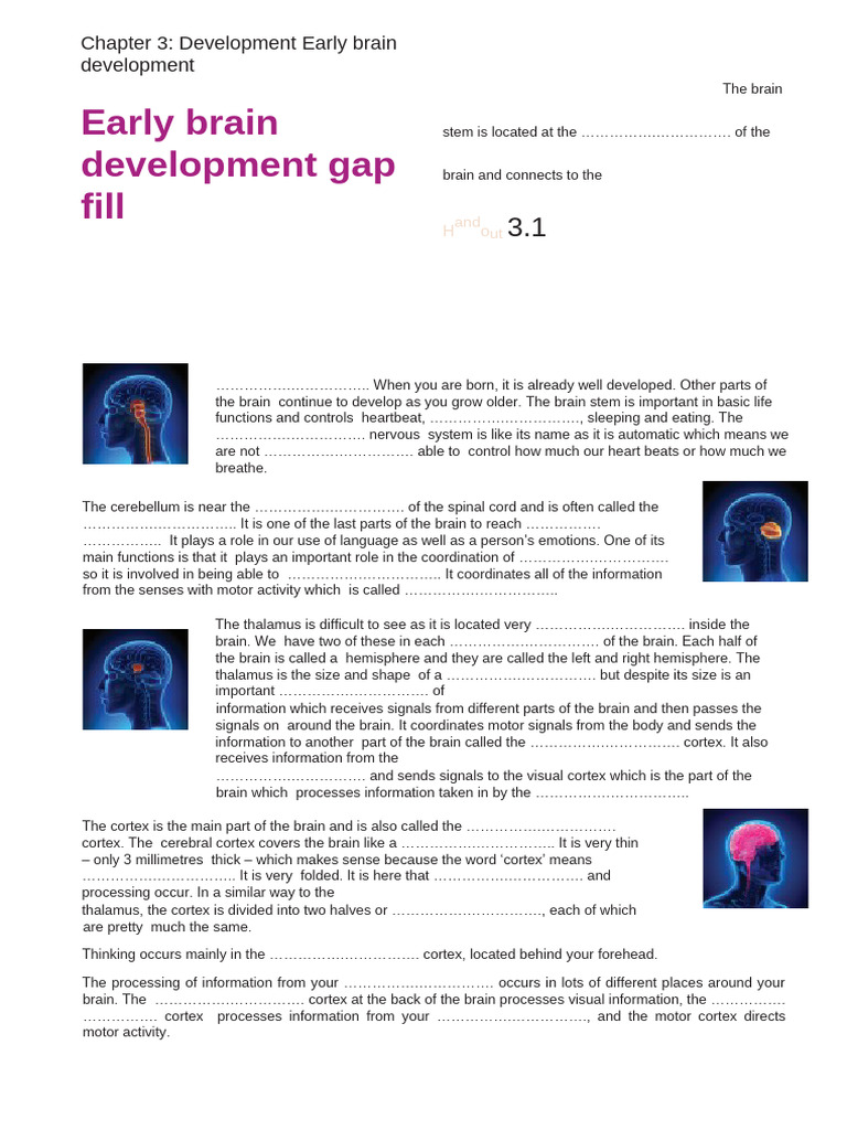 Early Brain Development Overview | PDF | Cerebral Cortex | Brain