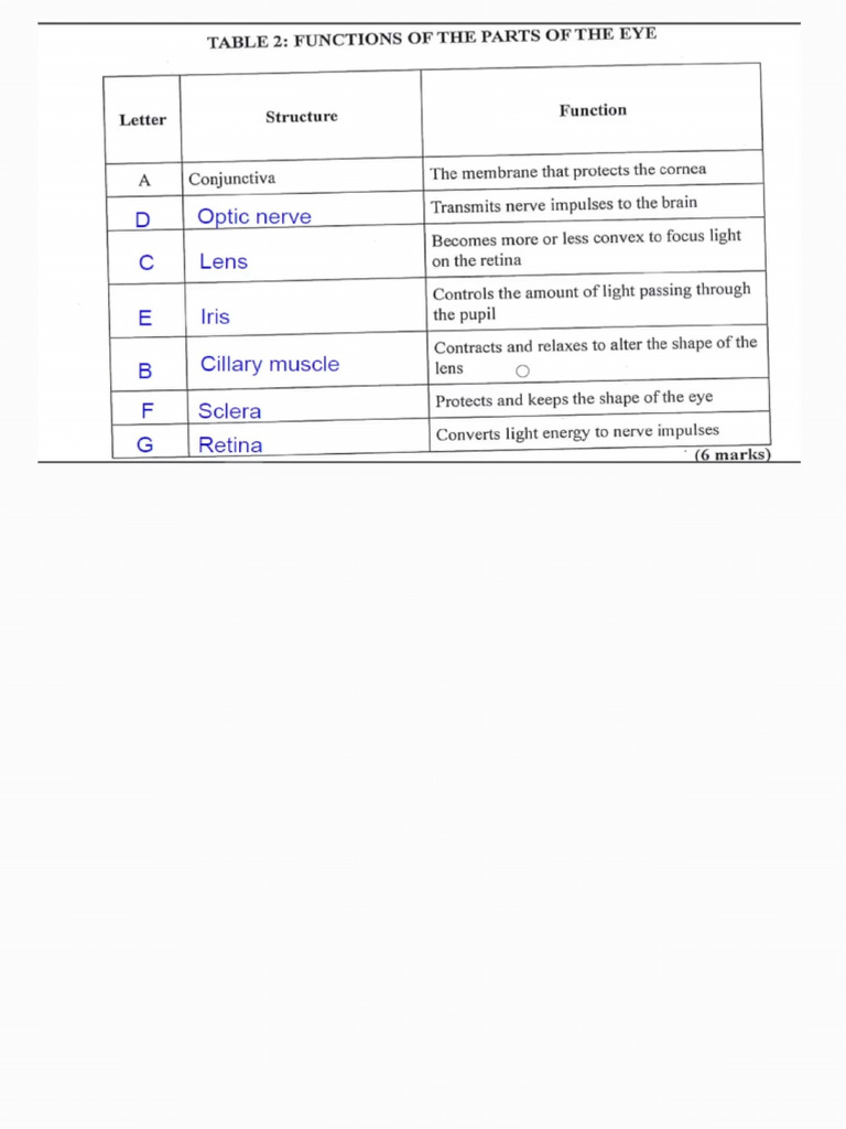 Functions of The Eye - 250319 - 023008 | PDF