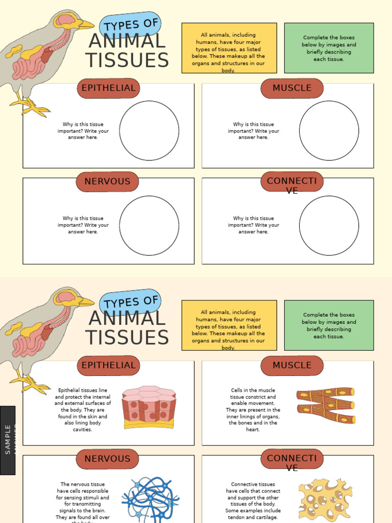 Types of Animal Tissues Activity Science Graphic Organiser in Pastel ...
