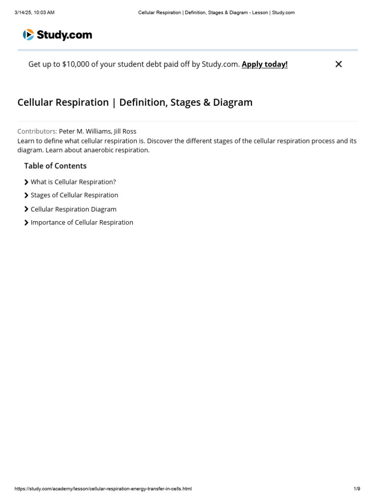 Cellular Respiration - Definition, Stages & Diagram - Lesson | PDF ...