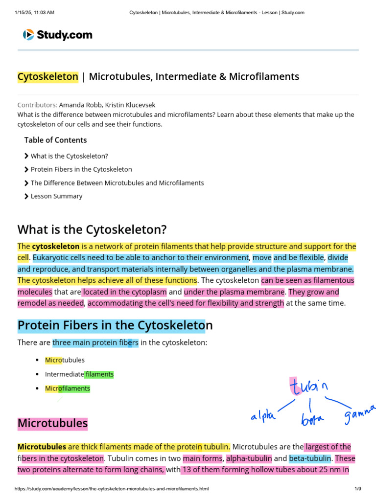 Cytoskeleton: Microtubules & Microfilaments | PDF | Cytoskeleton ...