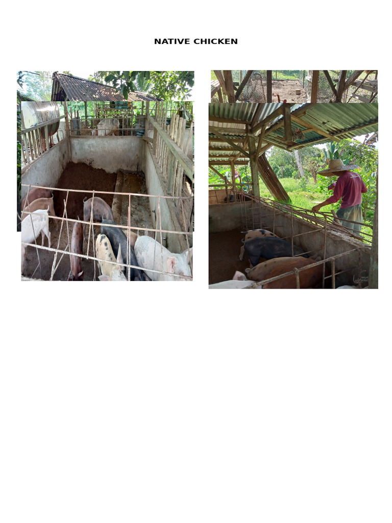 NATIVE CHICKEN | PDF