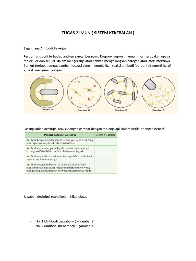 Tugas biologi sistem imun | PDF