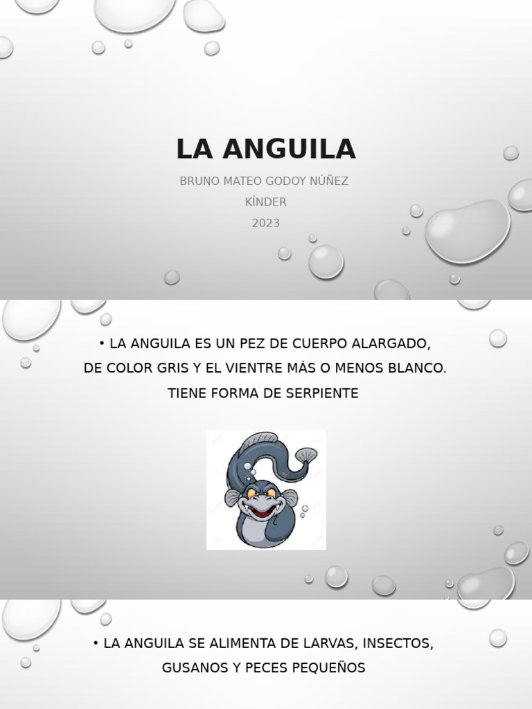 La Anguila | PDF
