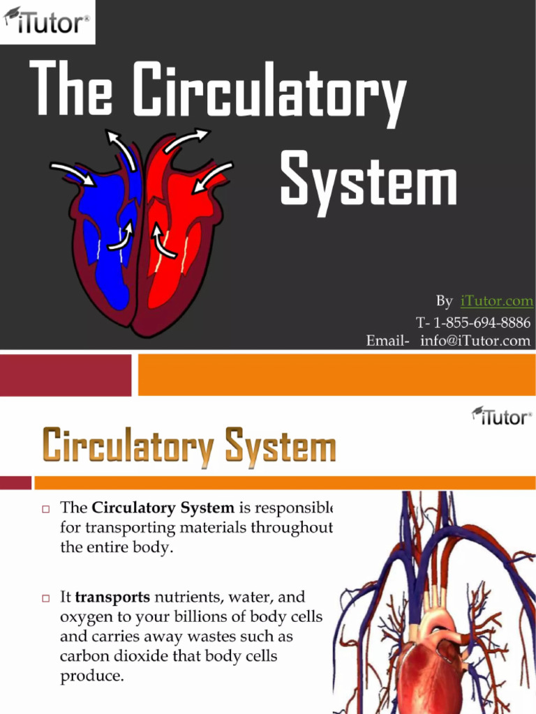 Circulatory System Ppt1 | PDF | Heart | Blood Type