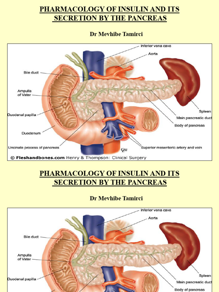 Sources of Insulin for Diabetes Treatment | PDF | Pancreas | Insulin