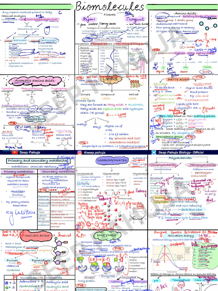 Biomolecules Mind Map | PDF