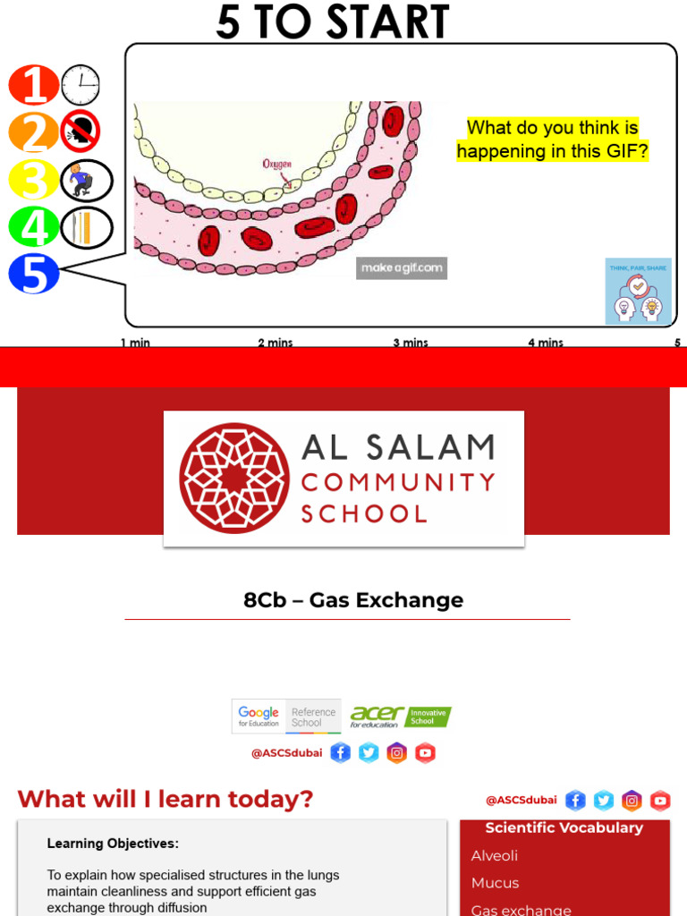Gas Exchange Lesson Plan for Students | PDF | Respiratory Tract | Lung